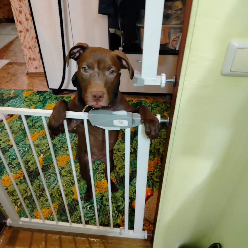 Щенок Питбуль