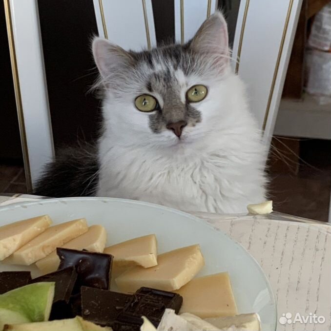 Кошка продам в тёплые руки