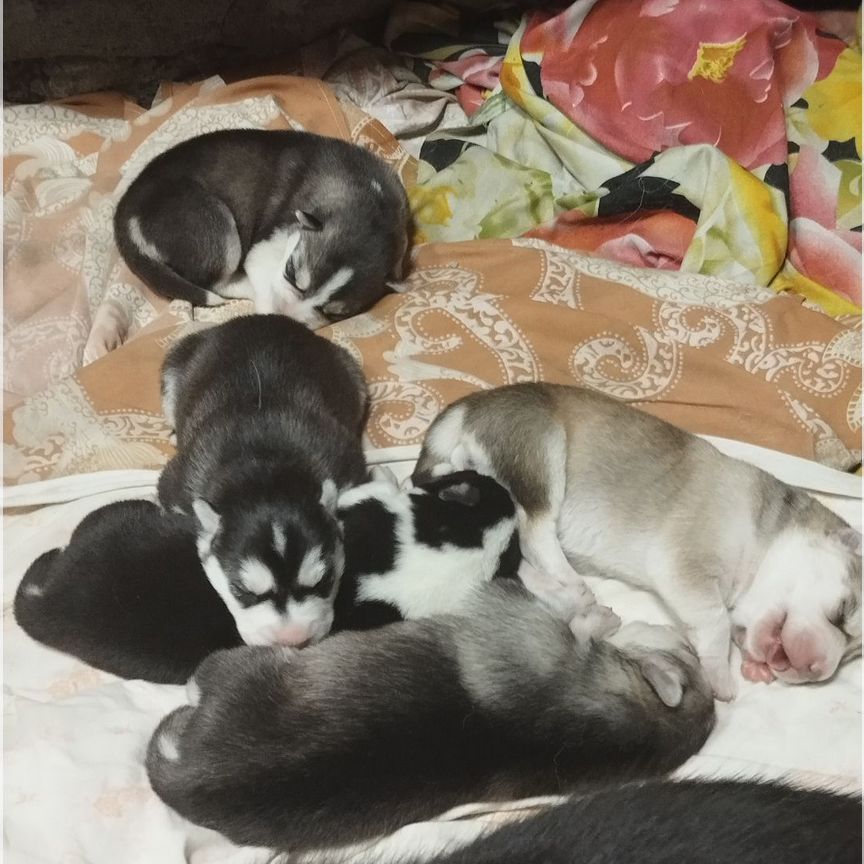 Отдам щенят в добрые руки