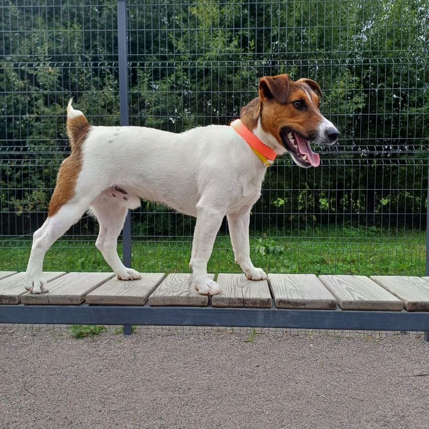 Джек Рассел в добрые руки