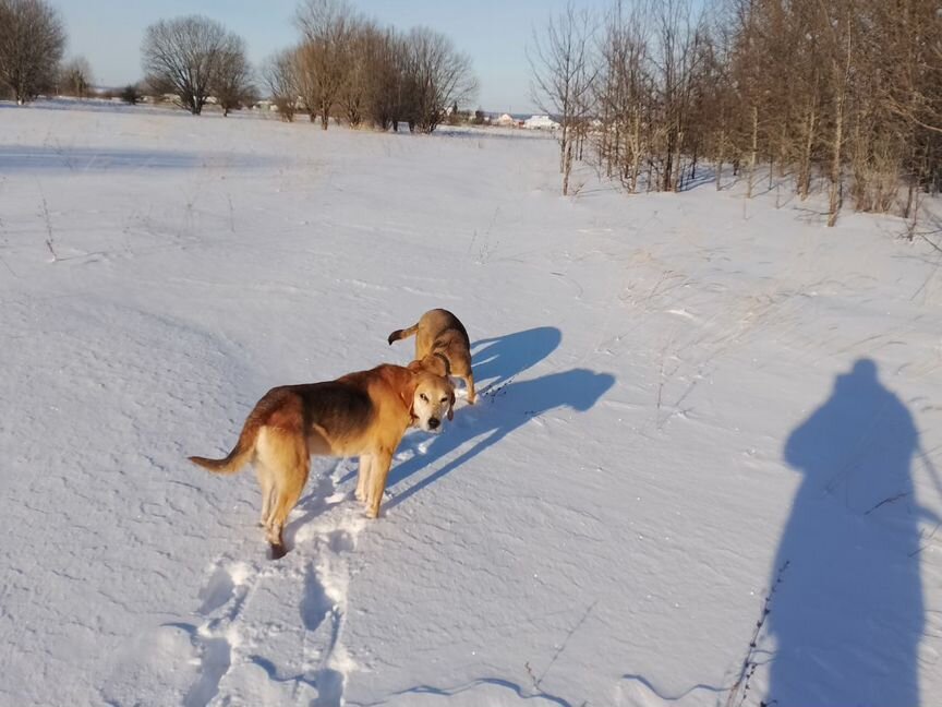 Выжлец и выжловка