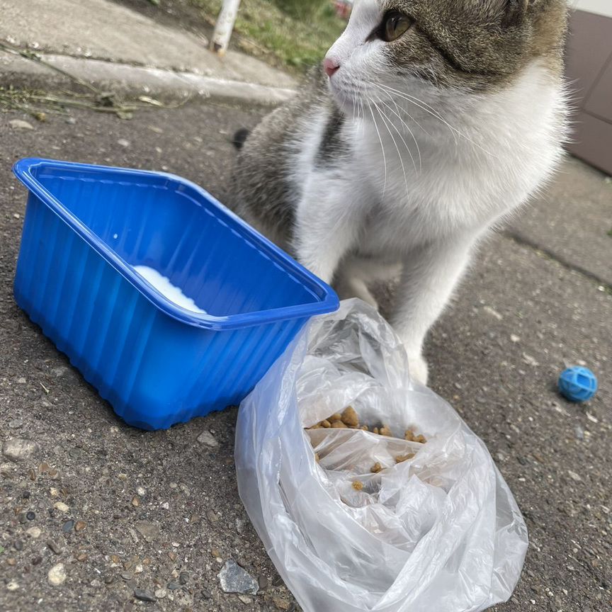 Котенок отдадим в добрые руки
