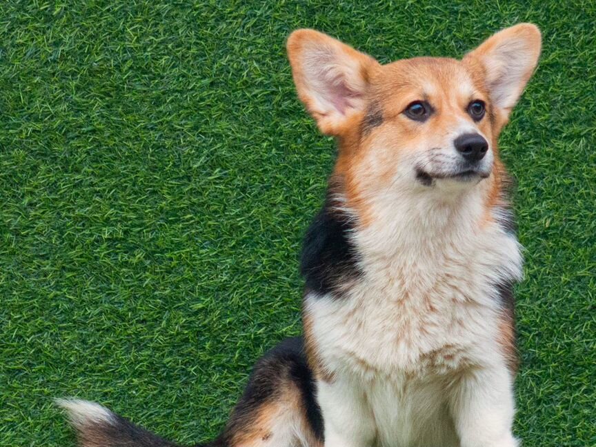 Юлий Цезарь