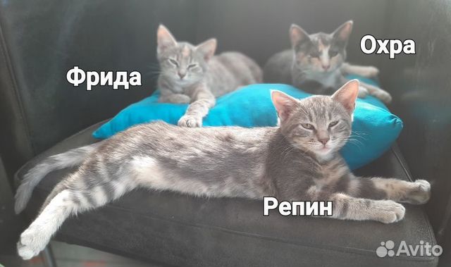 Отдам в хорошие руки котят