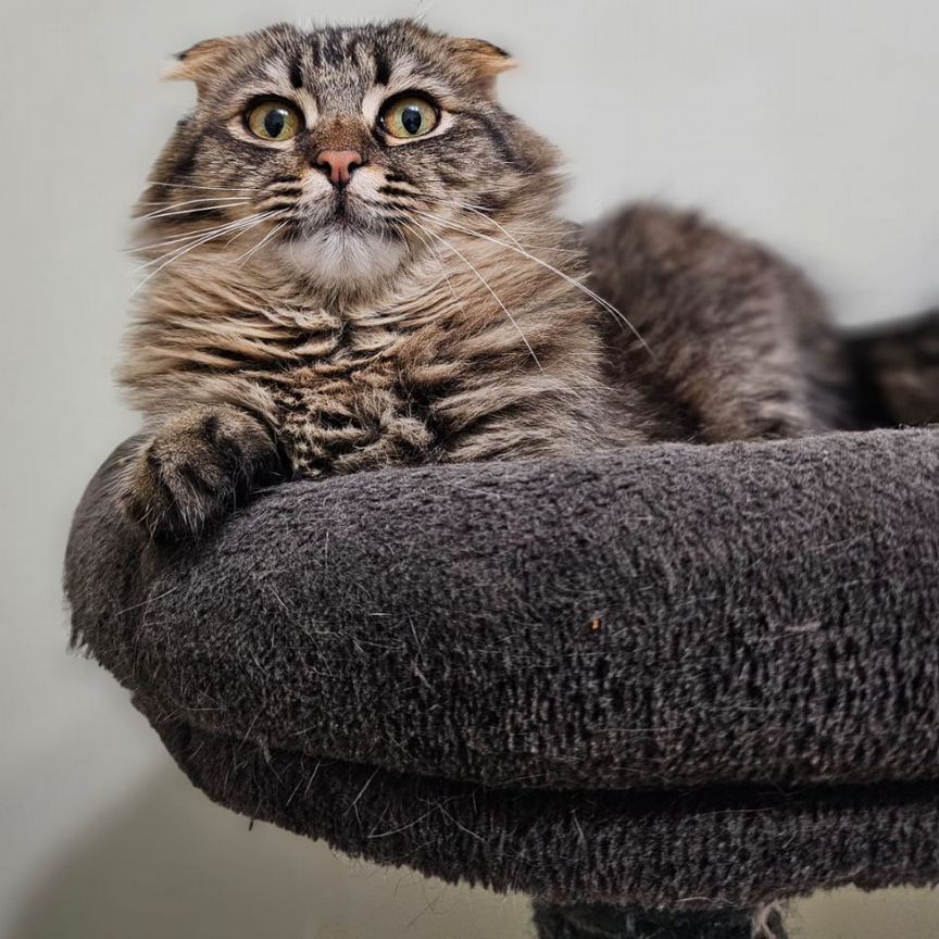 Шотландская вислоухая длинношёрстная, взрослая кошка