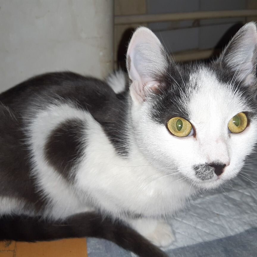 Отдам котенка в добрые руки