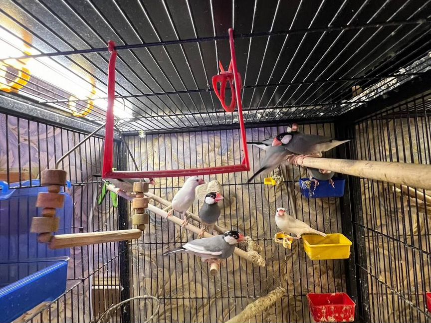 Рисовые амадины