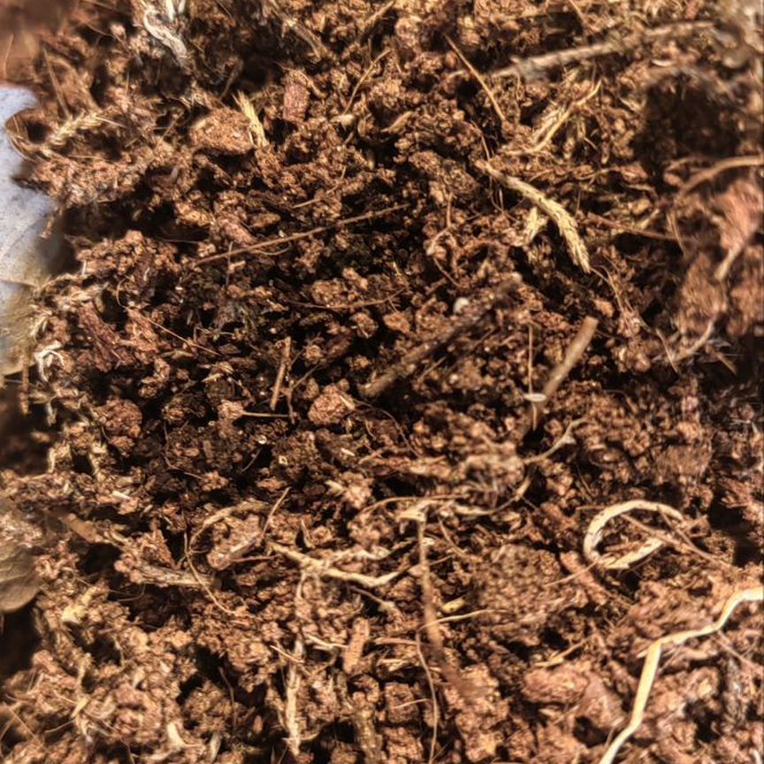 Коллембола