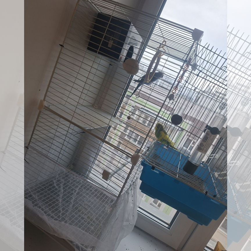Волнистый попугай с клеткой