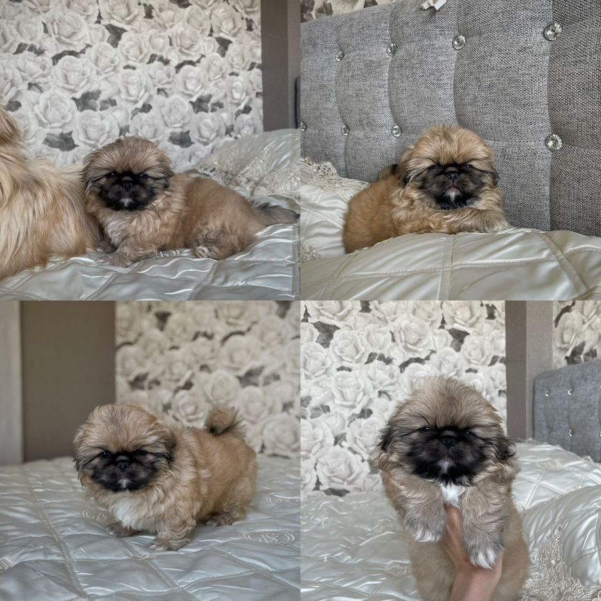 Щенки пекинеса