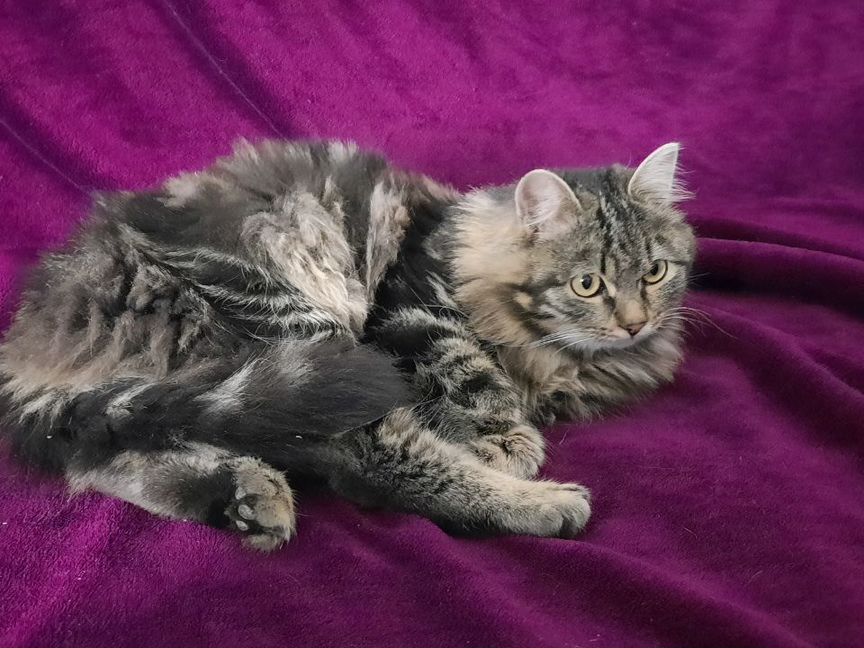 Котик