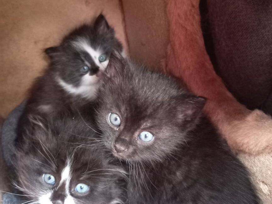 Котята в добрые руки 1 месяц