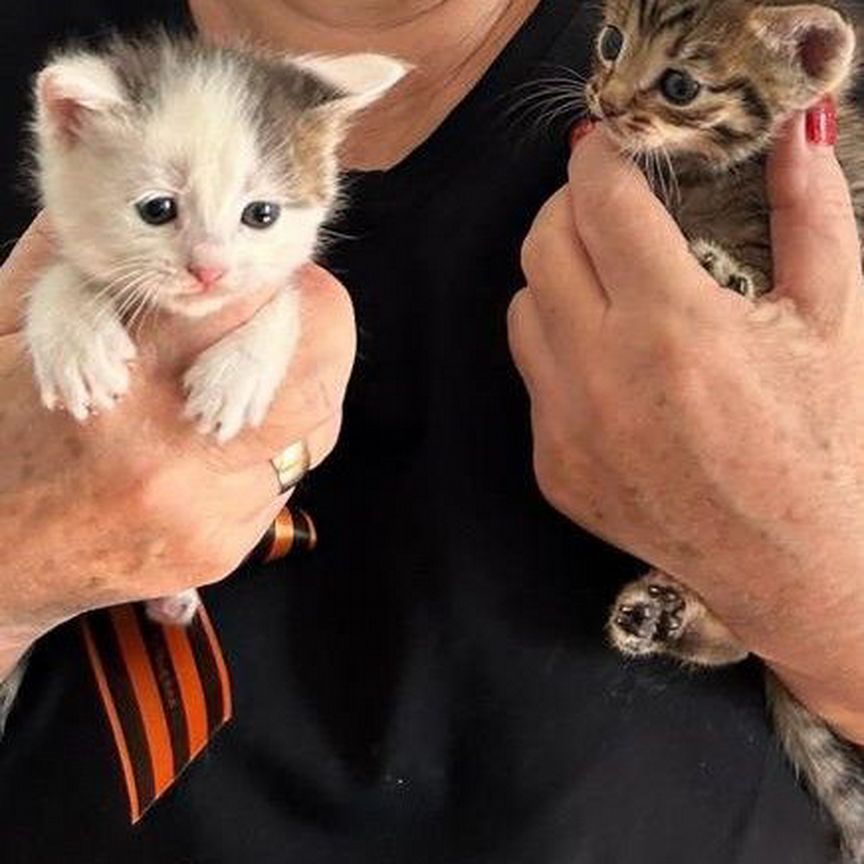 Котята мышеловки