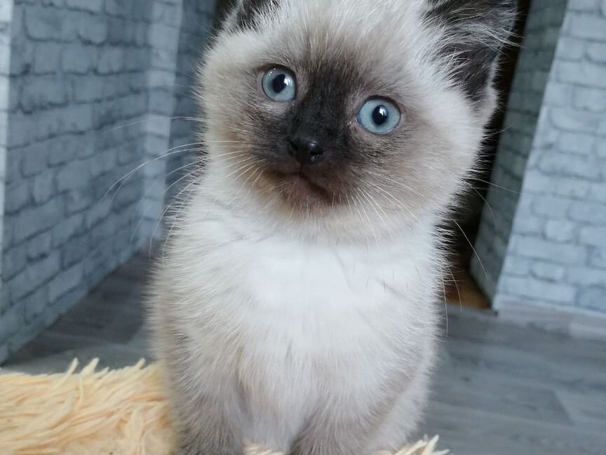 Сиамская кошка бесплатно