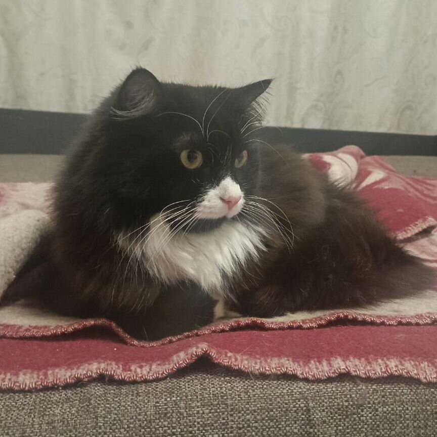 Взрослый кот в добрые руки