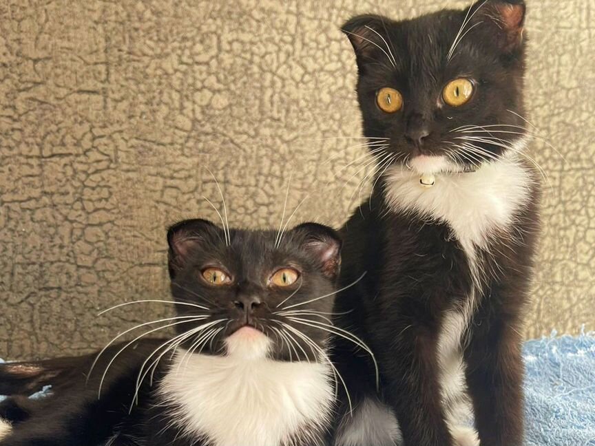 Кошка в дар бесплатно