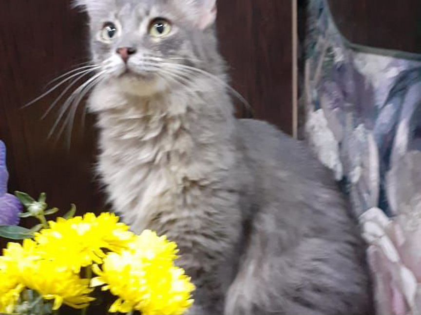 Котёнок Фенечка