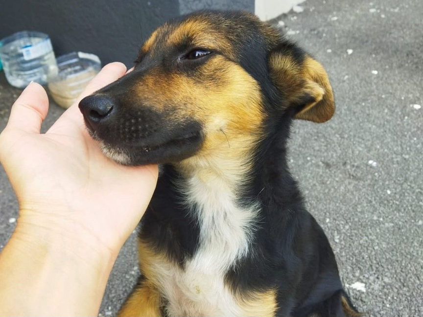 Красивая девчушка с гарантией стерилизации в дом