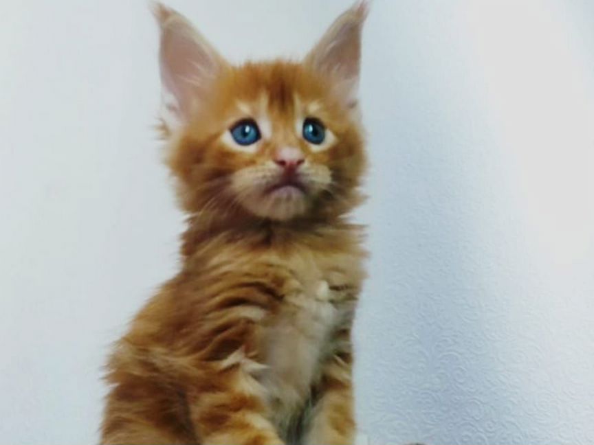 Кошечка породы Мейн-кун