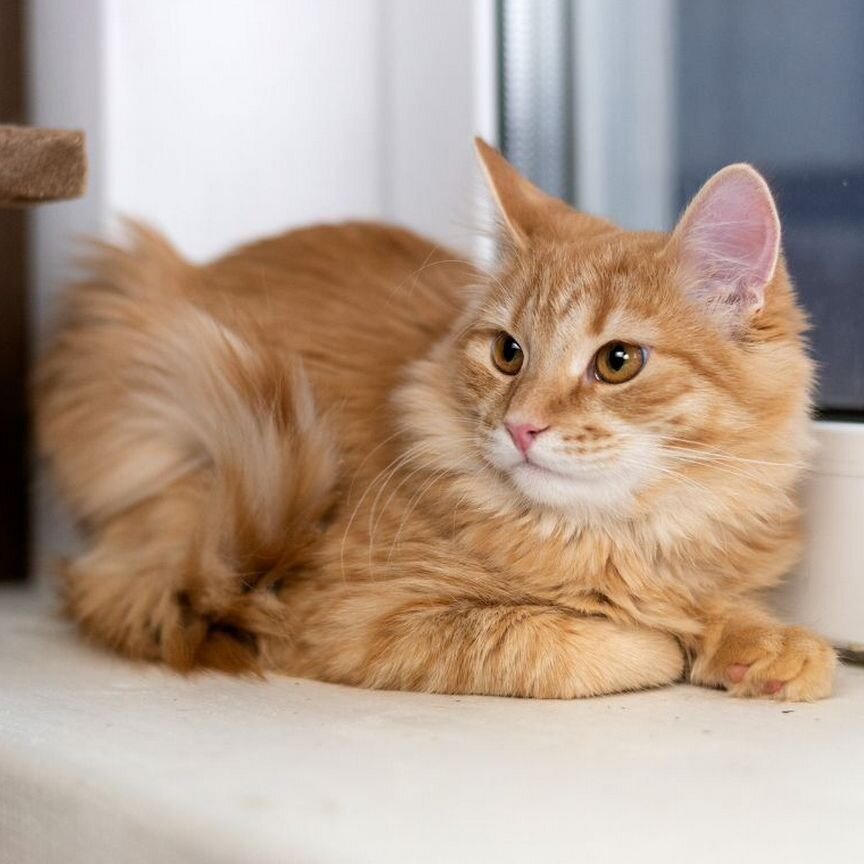 Взрослый кот в добрые руки