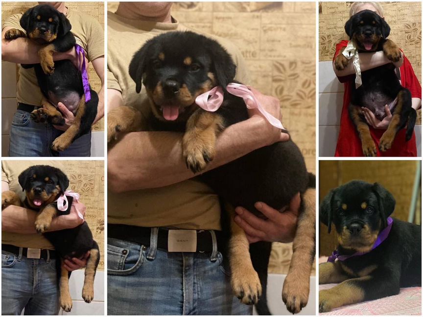 Щенки ротвейлера