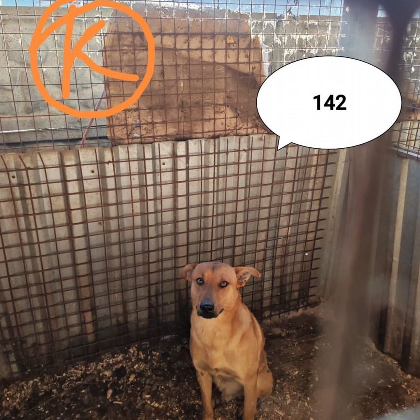 Взрослая собака в добрые руки