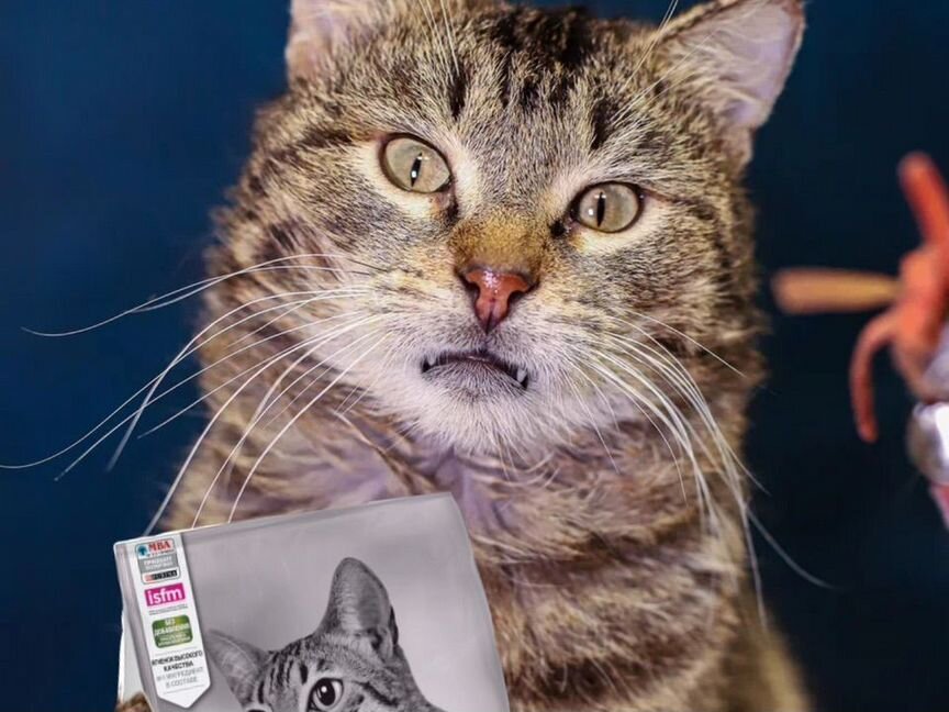 Котику нужен дом и корм