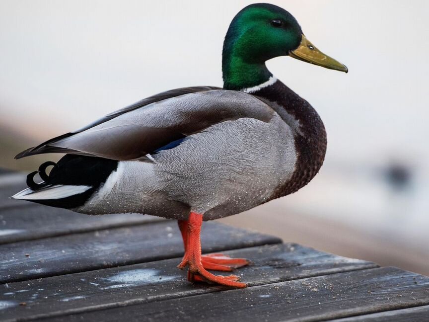 Селезень дикой утки