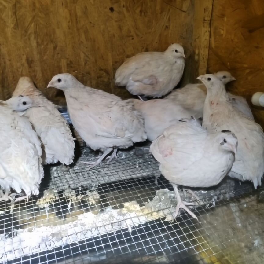 Перепела техасцы