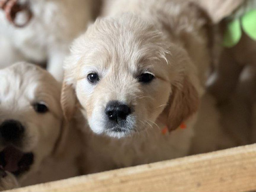 Щенки золотистого ретривера Москва
