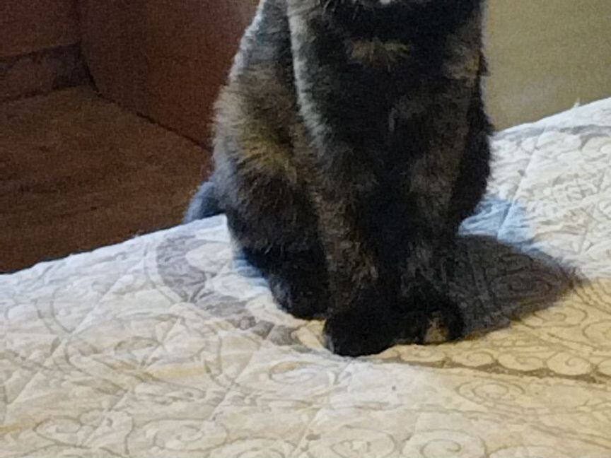 Котенок
