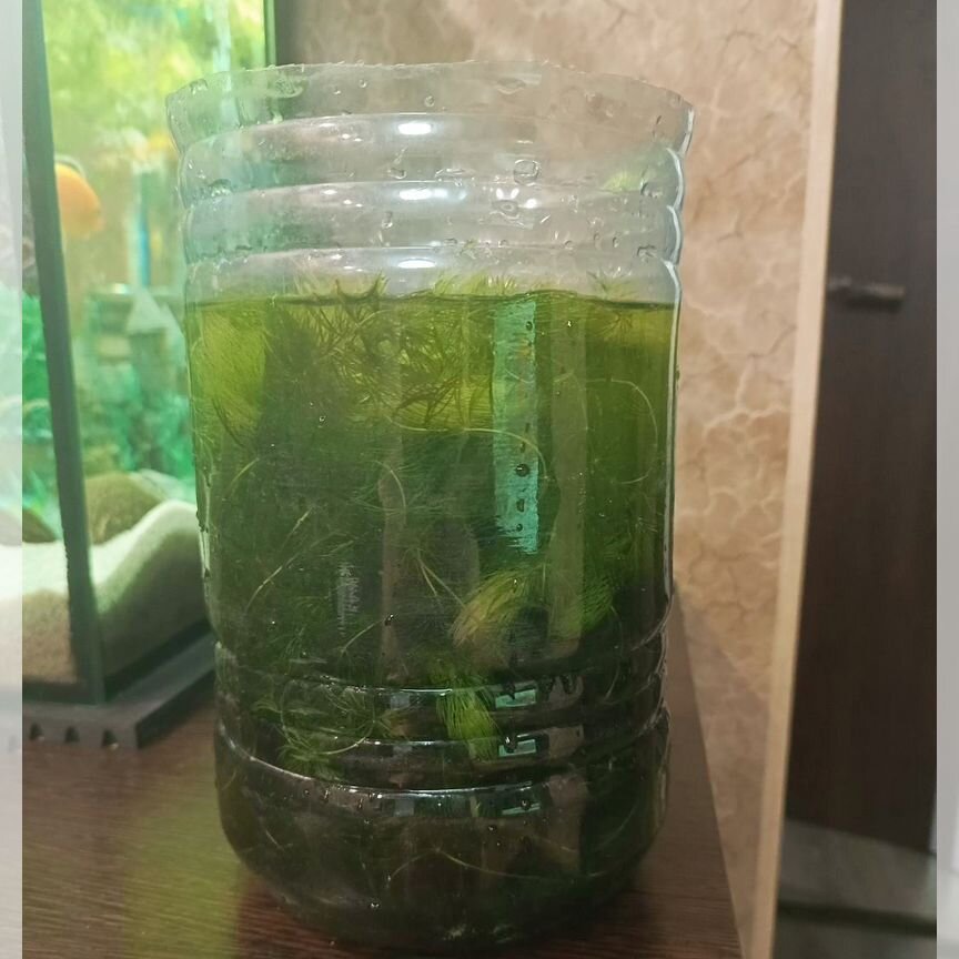 Растение аквариумное Рогалистник