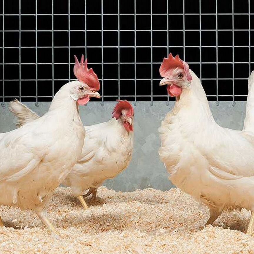 Куры несушки