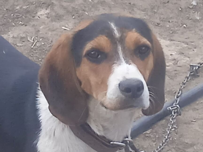 Эстонская гончая щенки