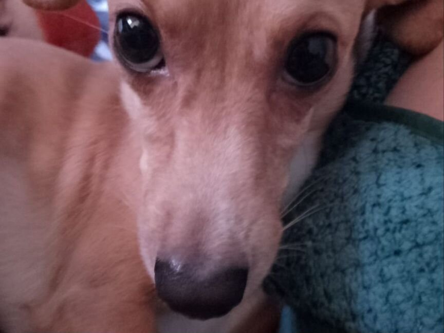 Пес в добрые руки