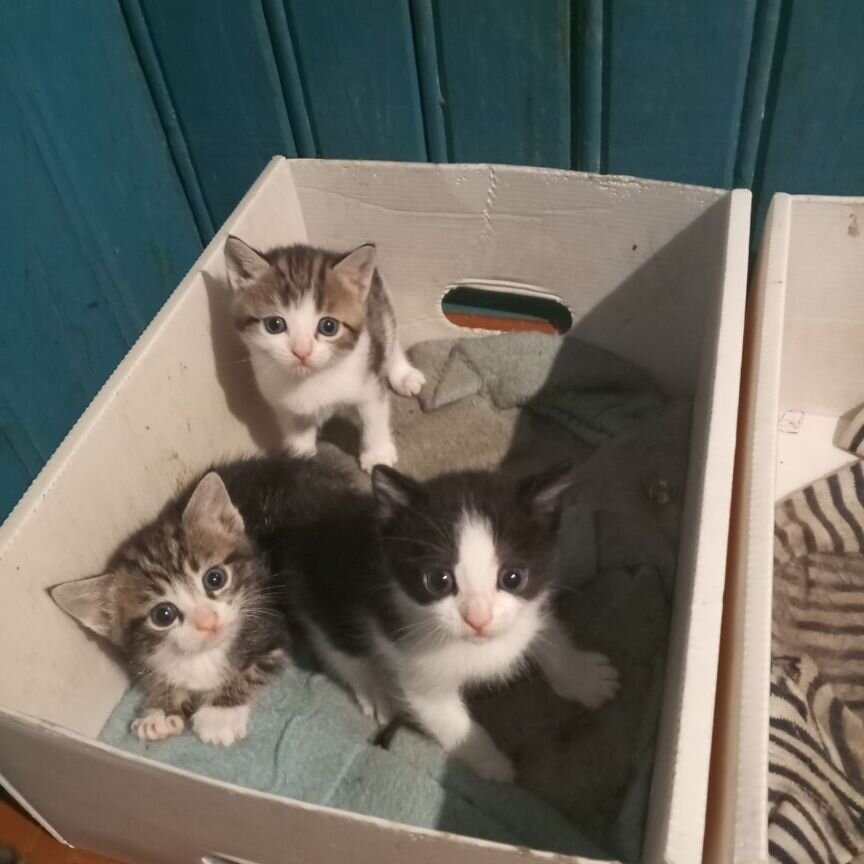 Кошка