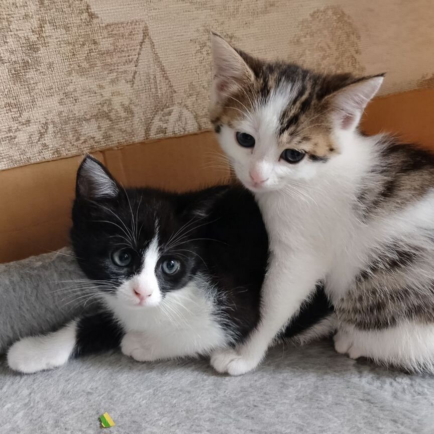 Котёнок от частного владельца