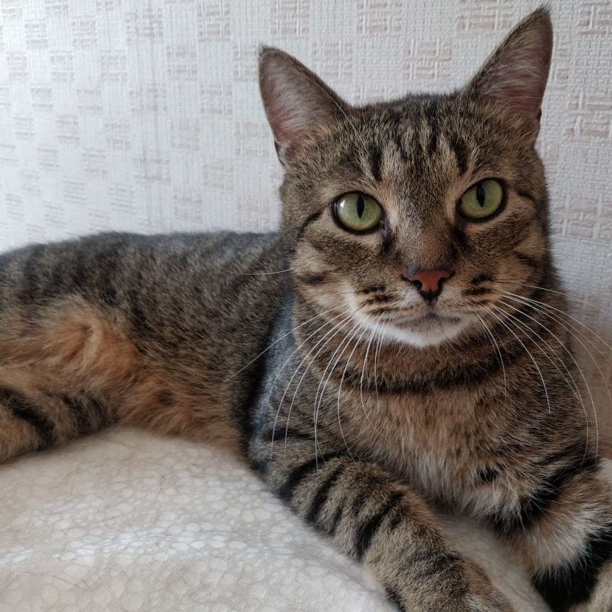 Кот Кузя