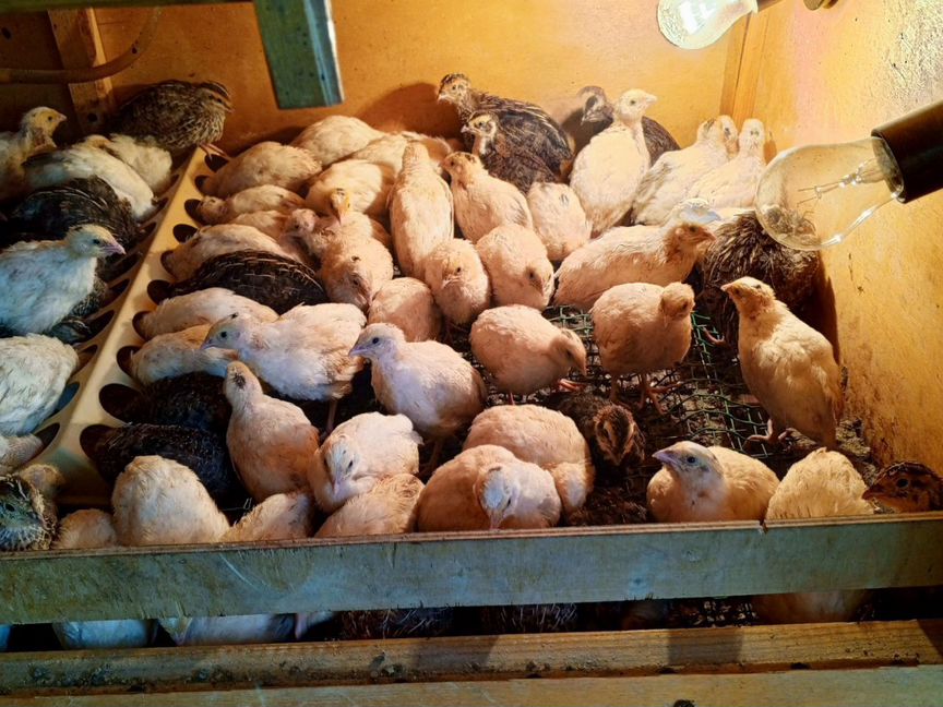 Перепела 1 месяц