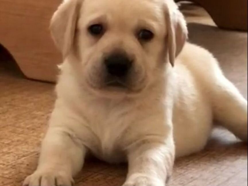 Лабродорчики