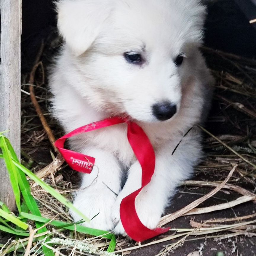 Белая швейцарская овчарка