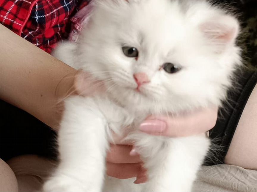Котенок белый сибирской породы