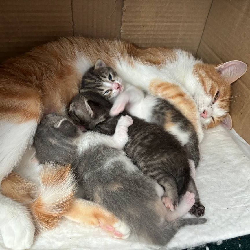 Котята в добрые руки (девочки 1 месяц)