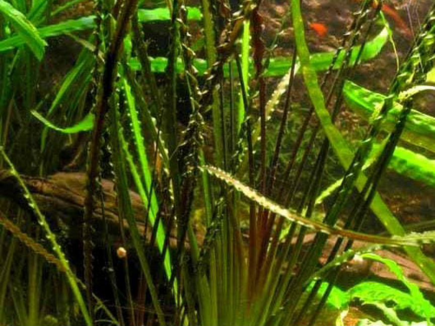 Криптокорина обратноспиральная (Cryptocoryne retr