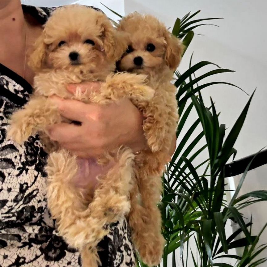 Той-пудель, щенок