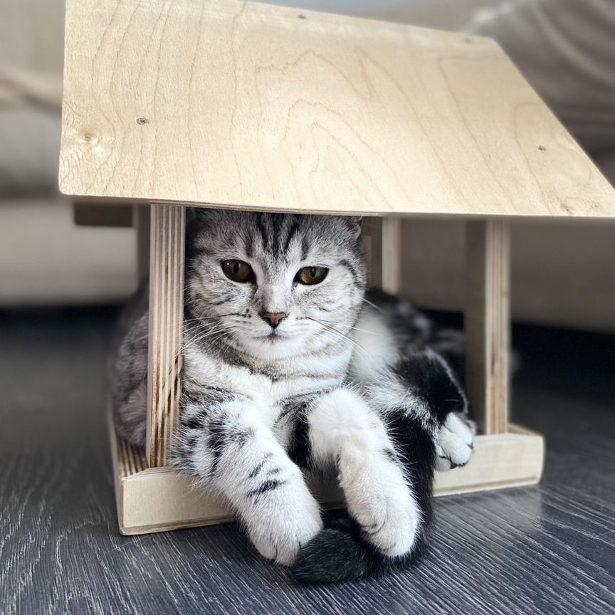 Кошка в добрые руки