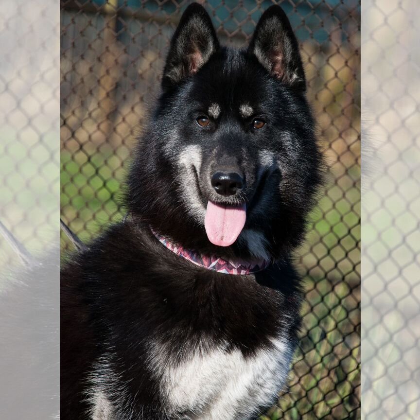 Сибирский хаски, щенок