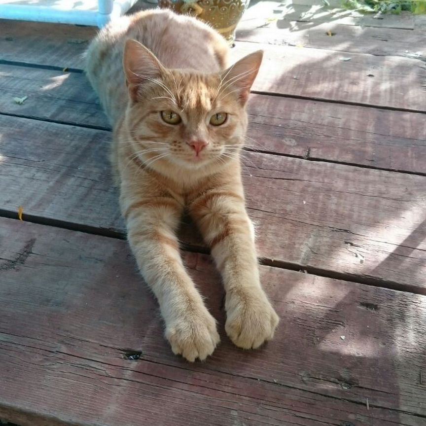 Рыжий котенок в добрые руки бесплатно