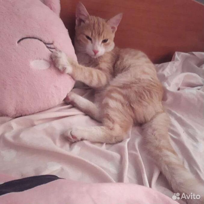 Котенок(мальч) 4,5 мес