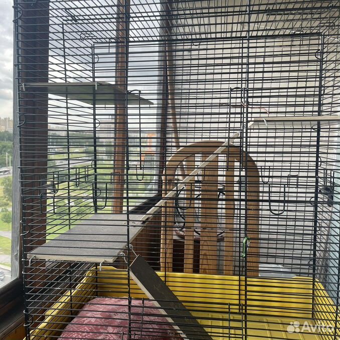 Шиншилла «под ключ»